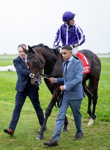 Delacroix (IRE) - Horse Profile - BloodHorse