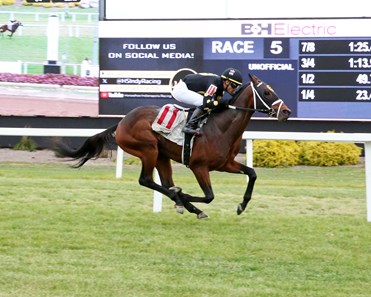 Boss of All Bosses - Horse Profile - BloodHorse