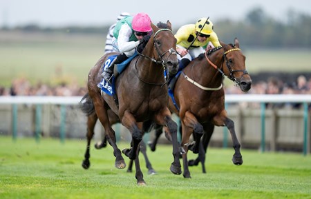 Lead Artist (GB) - Horse Profile - BloodHorse