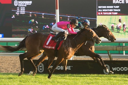Scorching - Horse Profile - BloodHorse