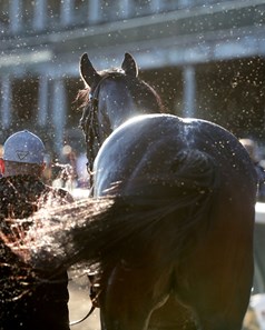 Sovereignty - Horse Profile - BloodHorse