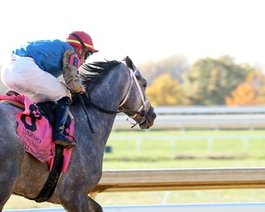 Hit Show - Horse Profile - BloodHorse