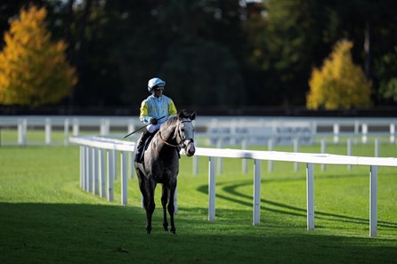 Charyn (IRE) - Horse Profile - BloodHorse