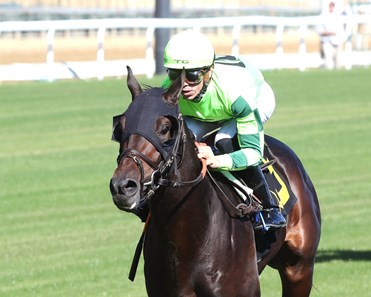 Flying Mohawk - Horse Profile - BloodHorse