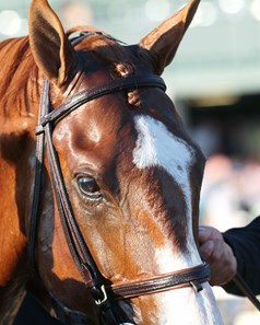 Carl Spackler (IRE) - Horse Profile - BloodHorse