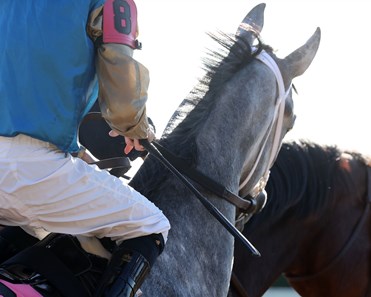Hit Show - Horse Profile - BloodHorse