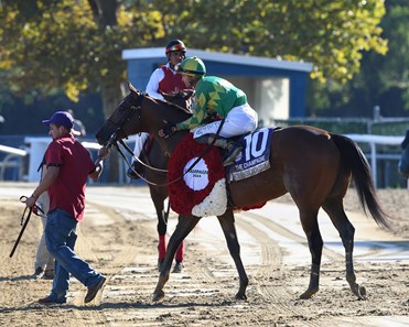 Chancer McPatrick - Horse Profile - BloodHorse