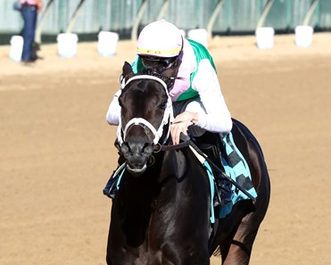 Disco Time - Horse Profile - BloodHorse
