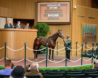Captain Cook - Horse Profile - BloodHorse