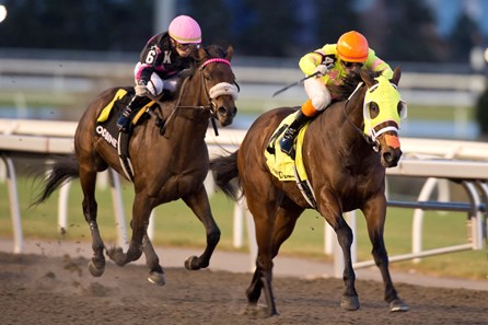 Mansetti - Horse Profile - BloodHorse