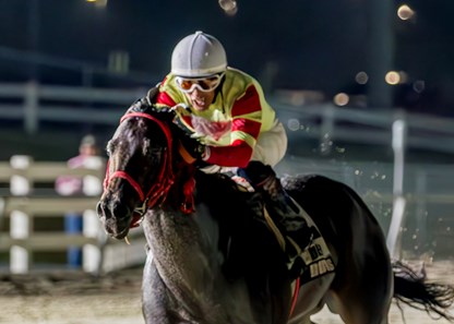 Coal Battle - Horse Profile - BloodHorse