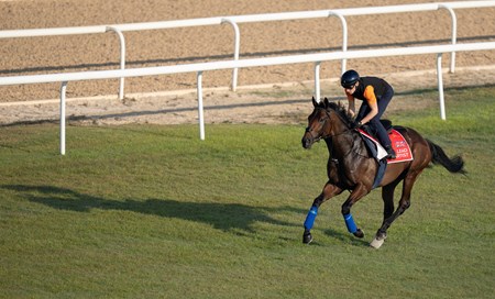 Lead Artist (GB) - Horse Profile - BloodHorse