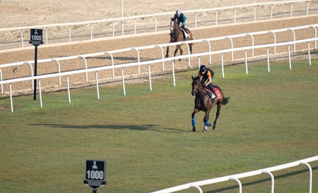 Lead Artist (GB) - Horse Profile - BloodHorse