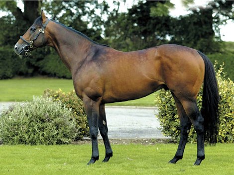 'True Legend of Irish Stallion Ranks' Acclamation Dies - BloodHorse