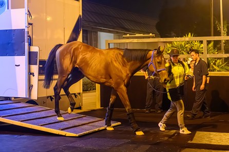 Lazzat (FR) - Horse Profile - BloodHorse