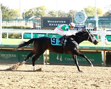 Disco Time - Horse Profile - BloodHorse