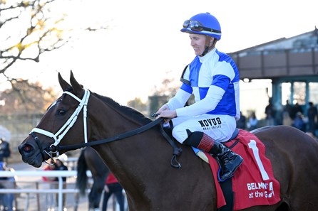 Stunner - Horse Profile - BloodHorse