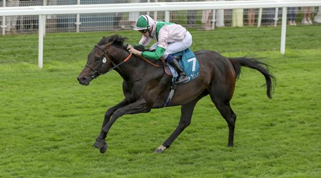 Starlust (GB) - Horse Profile - BloodHorse