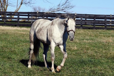 Mission Impazible - Horse Profile - BloodHorse
