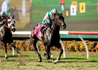 Clock Tower - Horse Profile - BloodHorse