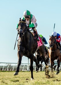 Clock Tower - Horse Profile - BloodHorse
