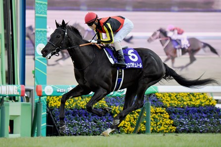 Croix du Nord (JPN) - Horse Profile - BloodHorse
