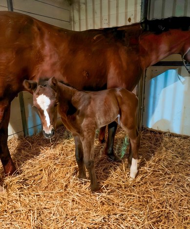 First Reported Foal for Horse of the Year Cody's Wish - BloodHorse