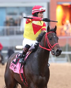 Coal Battle - Horse Profile - BloodHorse