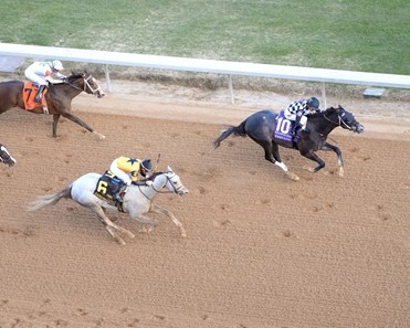 Speed King - Horse Profile - BloodHorse