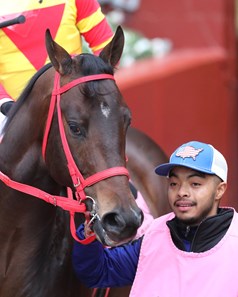Coal Battle - Horse Profile - BloodHorse
