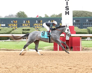 Caldera - Horse Profile - BloodHorse