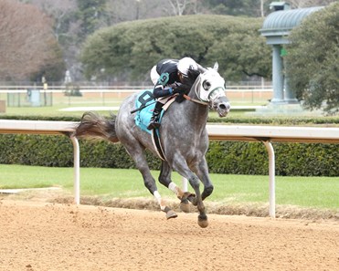 Caldera - Horse Profile - BloodHorse