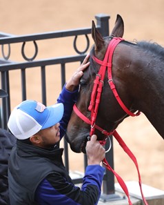 Coal Battle - Horse Profile - BloodHorse