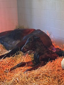 Not This Time - Horse Profile - BloodHorse