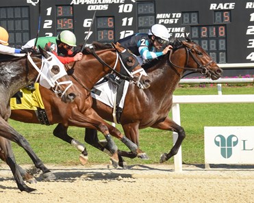 Nutella Fella - Horse Profile - BloodHorse