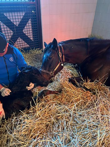 Champion Goodnight Olive Delivers 'Massive' First Foal - BloodHorse