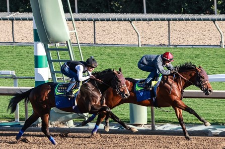 Barnes - Horse Profile - BloodHorse