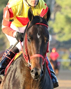 Coal Battle - Horse Profile - BloodHorse