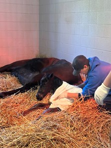 Not This Time - Horse Profile - BloodHorse