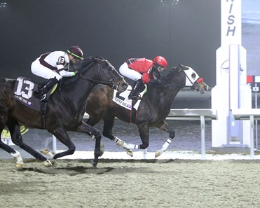 Mercante - Horse Profile - BloodHorse