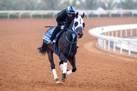 Howard Wolowitz - Horse Profile - BloodHorse