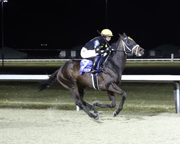 Summer in Adriane - Horse Profile - BloodHorse