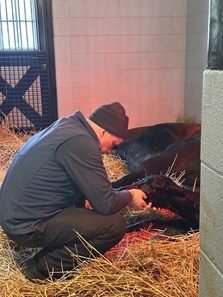 Not This Time - Horse Profile - BloodHorse