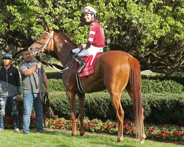 Red Route One - Horse Profile - BloodHorse