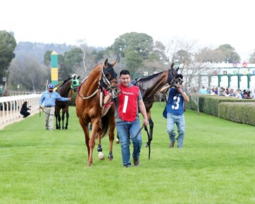 Red Route One - Horse Profile - BloodHorse