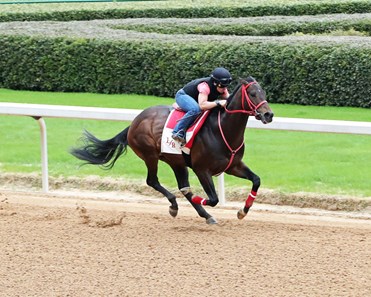 Coal Battle - Horse Profile - BloodHorse