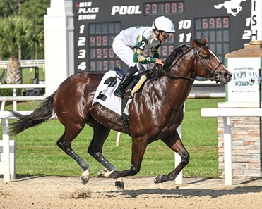 Hurricane Nelson - Horse Profile - BloodHorse