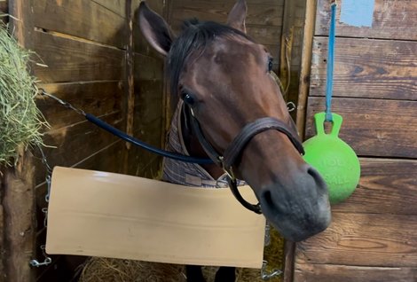 Celebrating Second Place: Flying Mohawk's Journey to the Kentucky Derby ...