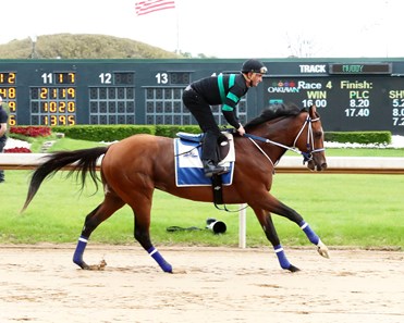 Mystik Dan - Horse Profile - BloodHorse