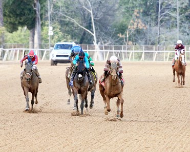 Red Route One - Horse Profile - BloodHorse